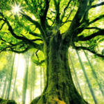 Orion Mott medical intuitive reiki Toronto spiritual counselling life ...